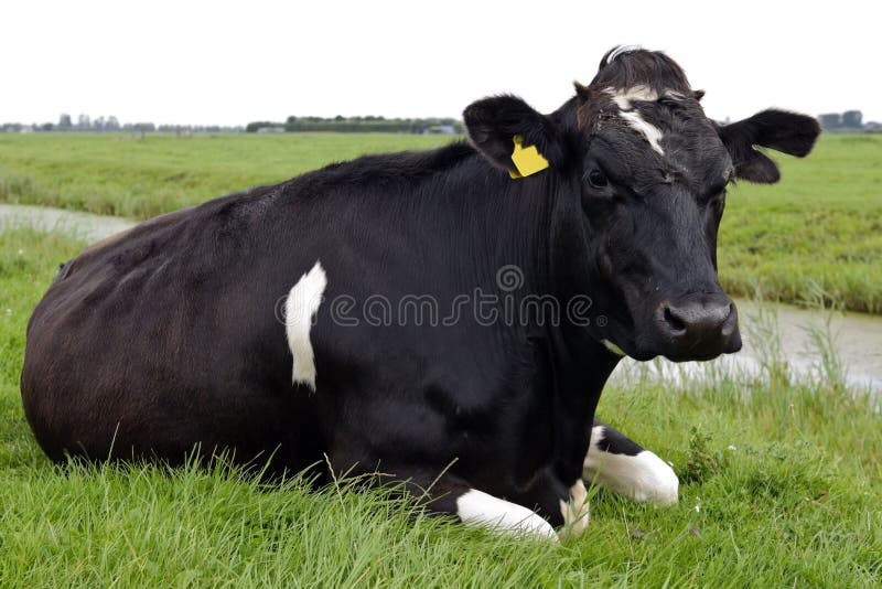 De Koe Van Holstein Het Letten Op Stock Foto - Image of wolken ...