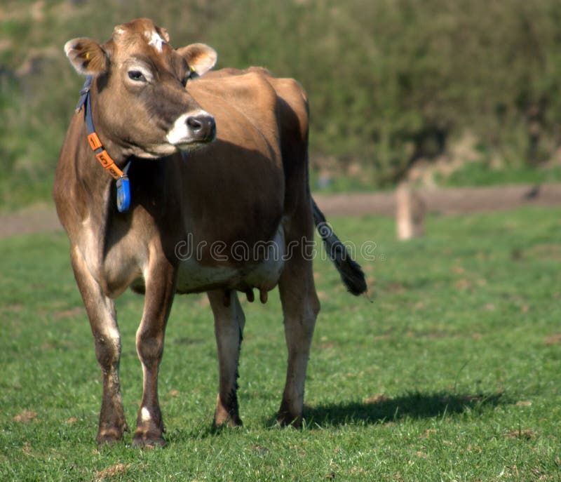 De koe van Jersey stock afbeelding. Image of bruin, gras - 14071265