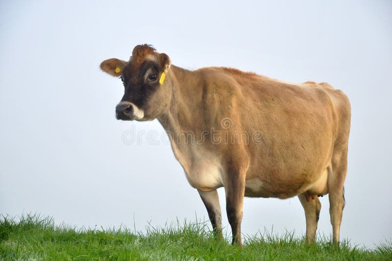 De koe van Jersey stock foto. Image of gebieden, portretten - 18698974
