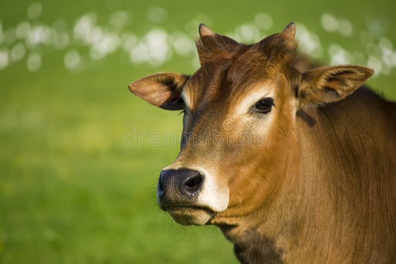 Portret van een zebukoe stock afbeelding. Image of zeboe - 5323645