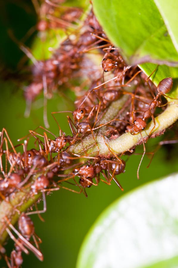 Twee Weversmieren Die Op Een Boomtak Lopen Rode Mieren Stock Foto ...