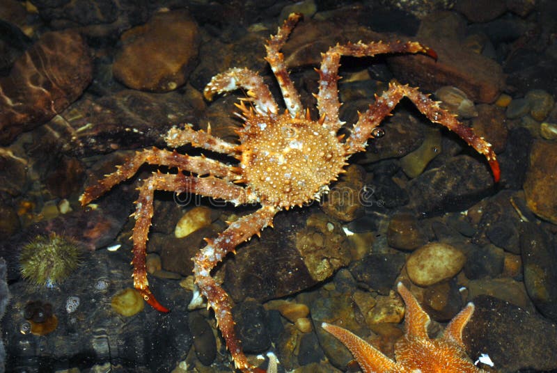 De Koningskrab Van Noorwegen - Maja Lithodes Stock Afbeelding - Image ...