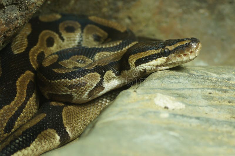 De Koninklijke Slang Van De Python Stock Foto - Image of één, camera ...