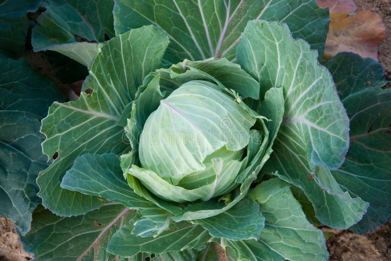 De Kool van de tuin stock foto. Image of gaza, palestijns - 23266502