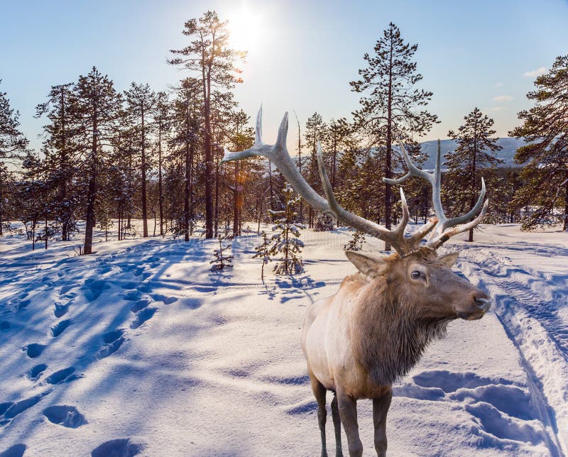 De koude Winter stock afbeelding. Image of buiten, reis - 103219009