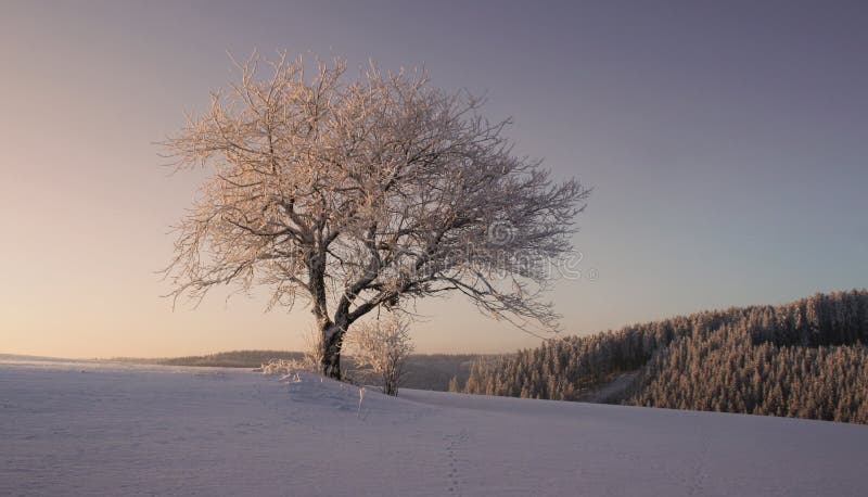 De koude Winter stock afbeelding. Image of treezelaar - 7695395
