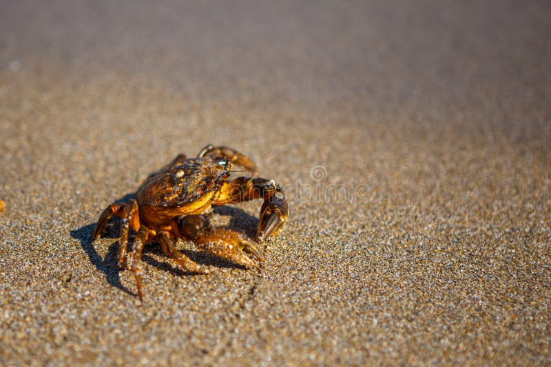 De Krab Op Het Zand Foto. Afbeelding: 2104280