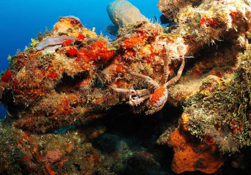 De Koningskrab Van Noorwegen - Maja Lithodes Stock Afbeelding - Image ...