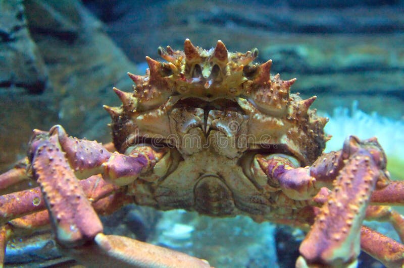Spinkrab (Maja squinado) stock afbeelding. Image of dieren - 12443193