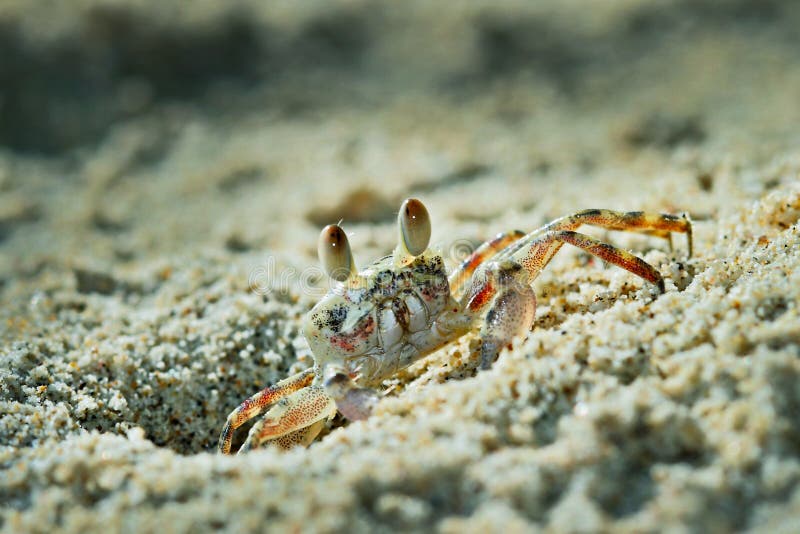 De krab van het spook stock afbeelding. Afbeelding bestaande uit krab ...