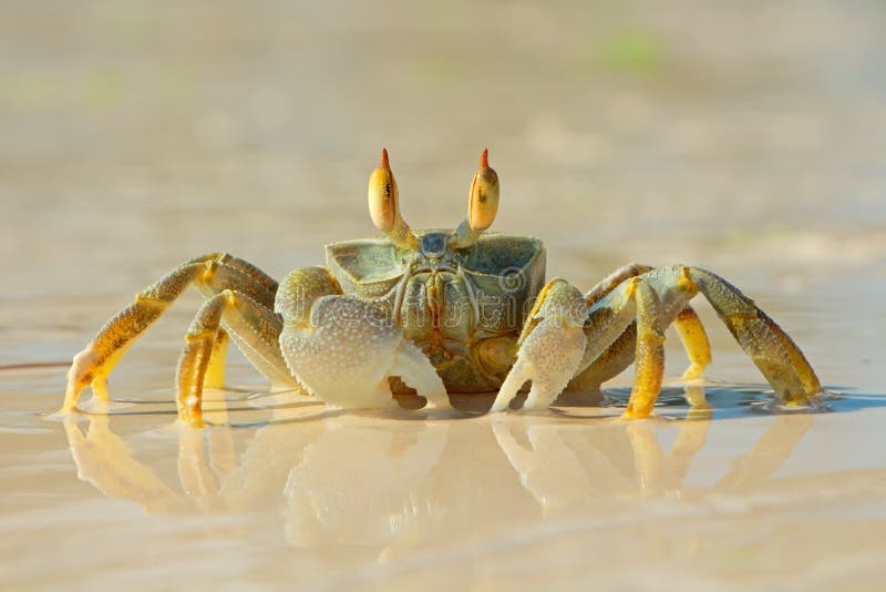 De krab van het spook stock afbeelding. Image of spook - 1377121