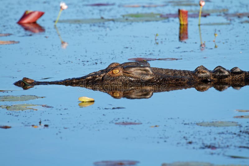De Krokodil Van Het Zoutwater Stock Afbeelding - Image of naughty, nave ...