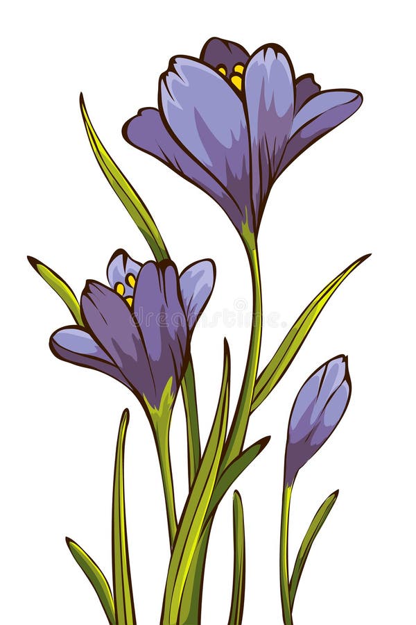 De krokus van de lente vector illustratie. Illustration of lente - 13513073