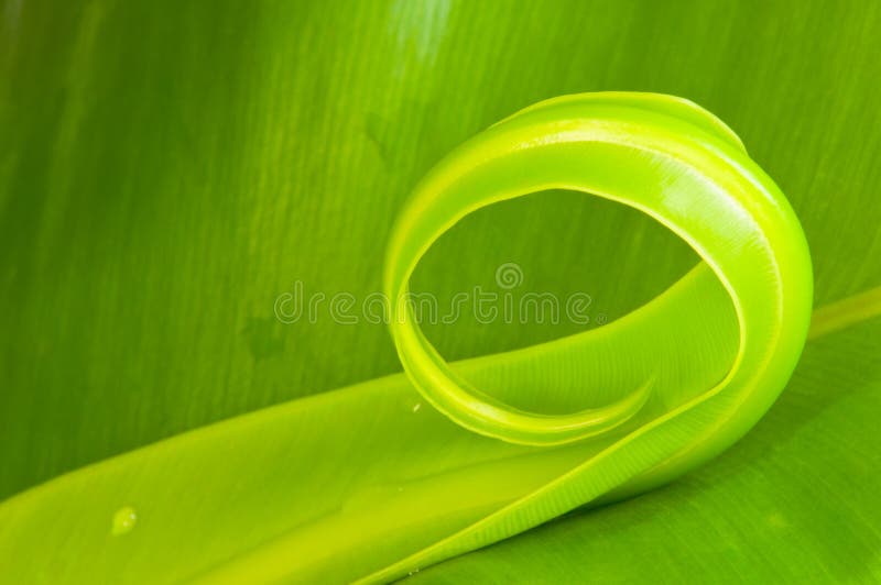 De krul van Aard stock afbeelding. Image of textuur, cirkel - 18000261