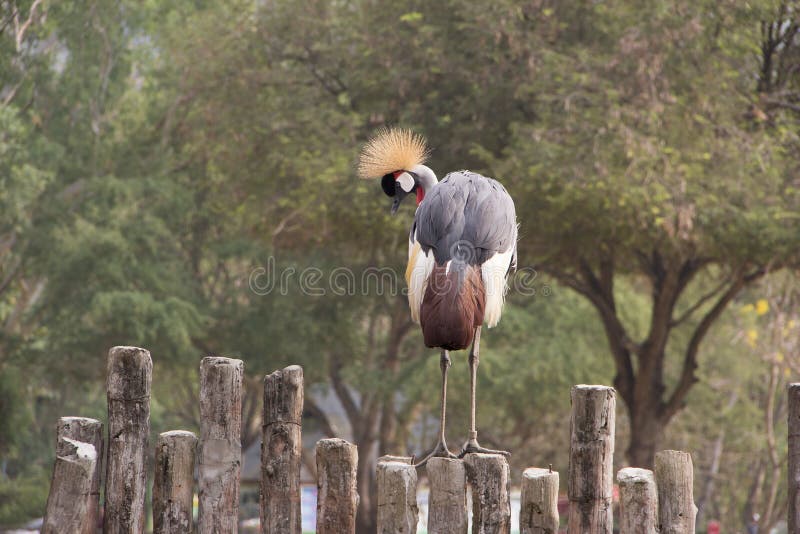 De kuif Vogel van de Kraan stock afbeelding. Image of vogel - 49873335