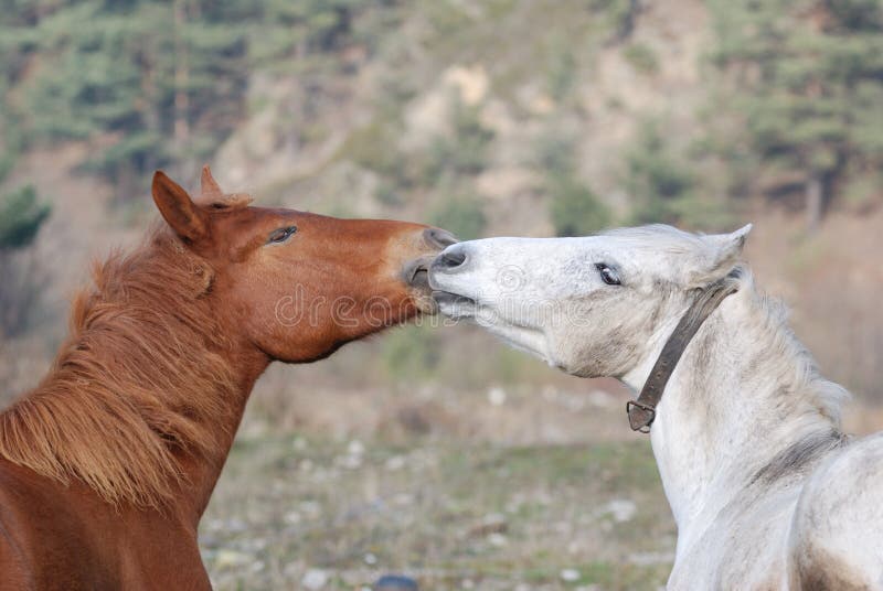 De kus stock foto. Image of knuffelheid, dieren, paarden - 21571050