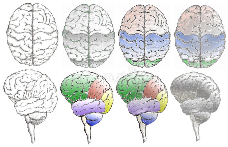 Hersenkwabben stock illustratie. Illustration of origineel - 14000977