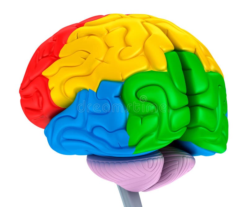 De Kwabben Van Hersenen in Verschillende Kleuren Stock Illustratie ...