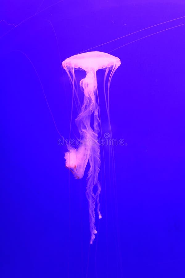 Groene kwal stock foto. Image of kwallen, hoofd, leven - 2226458