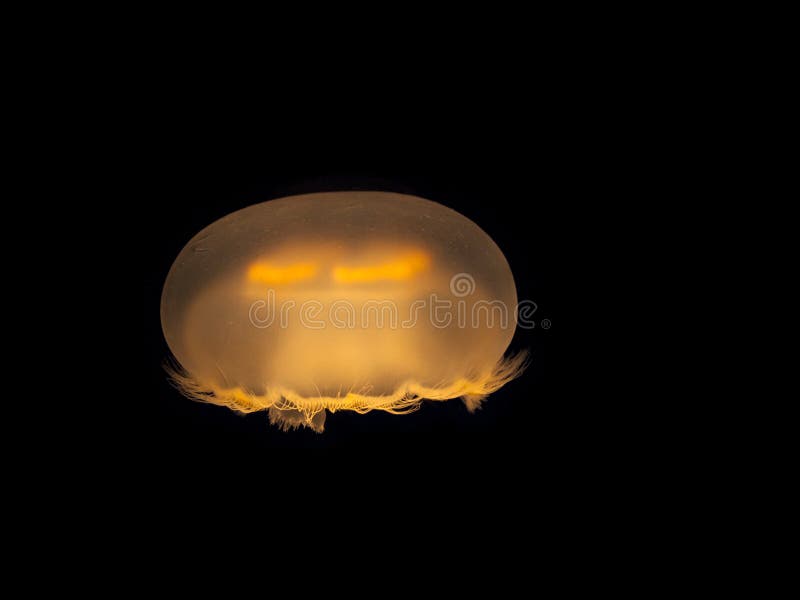 Blauwe kwal stock afbeelding. Image of blauw, noord, duitsland - 1088515