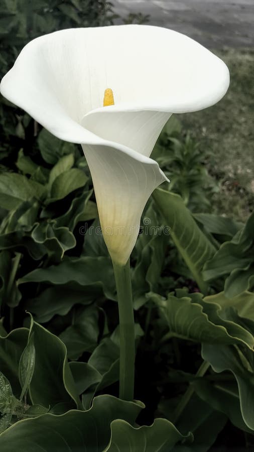 De la cala flor lilly imagen de archivo. Imagen de fondo - 81260141