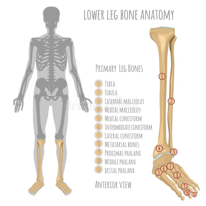 De Lagere Anatomie Van Het Beenbeen Vector Illustratie - Illustration ...