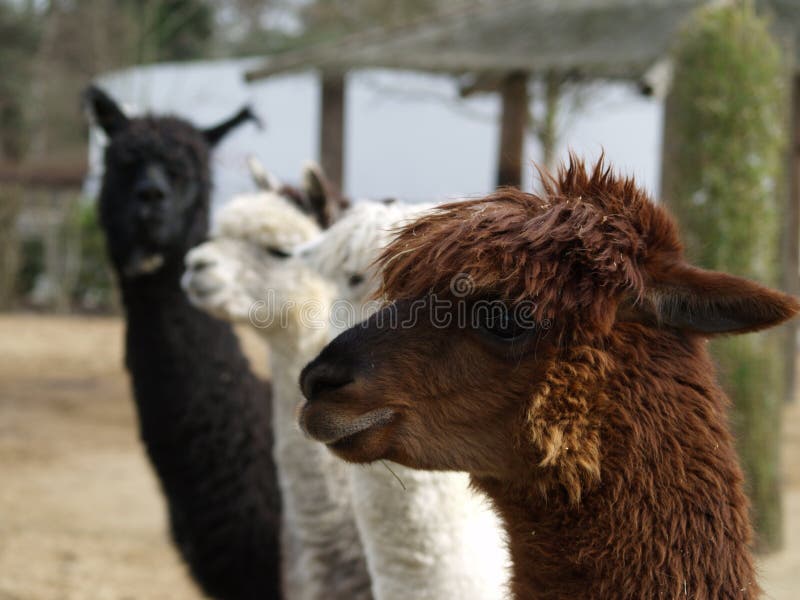 De Lama's van de alpaca stock afbeelding. Image of alfabet - 4932207