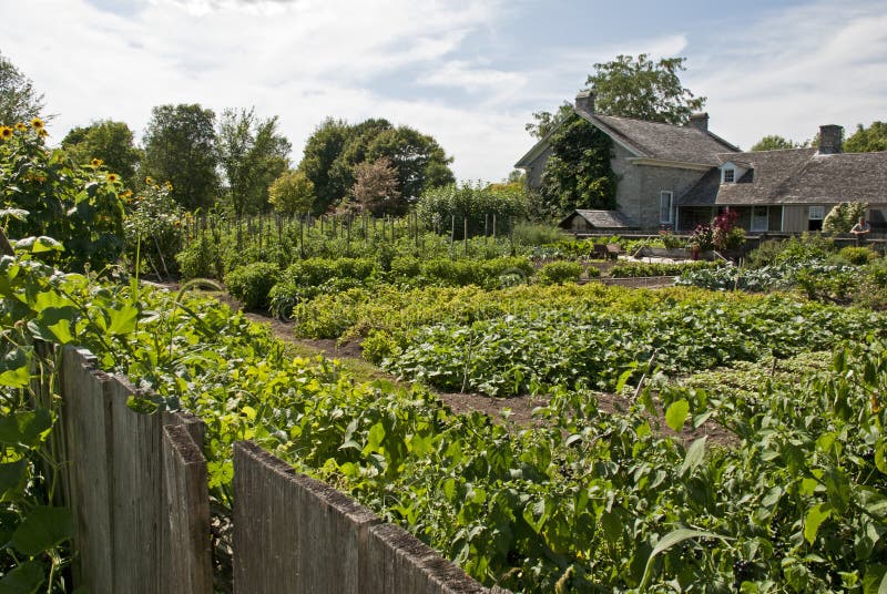De Landelijke Moestuin Van De Zomer Stock Afbeelding - Image of ...