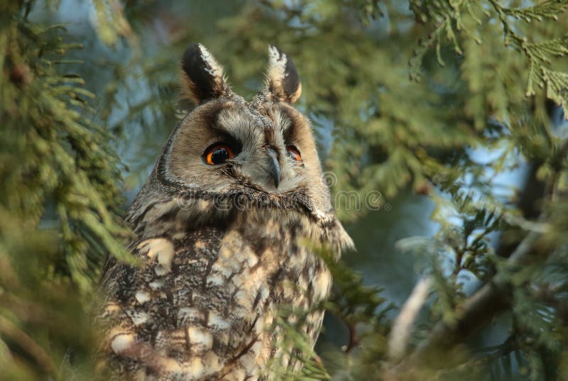 De Lang-Eared Uil (Asio-otus) Op De Boom Stock Foto - Image of bruin ...