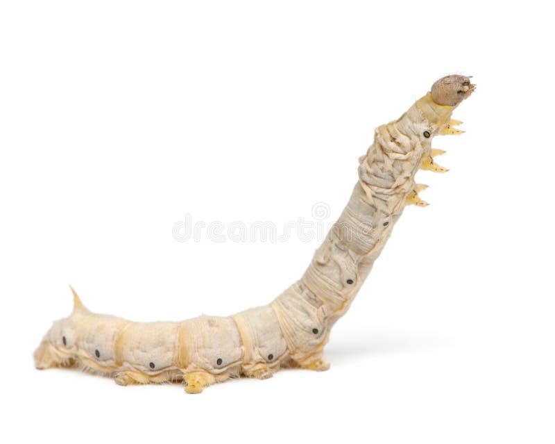De Larven Van De Zijderups, Bombyx Mori Stock Foto - Image of leven ...