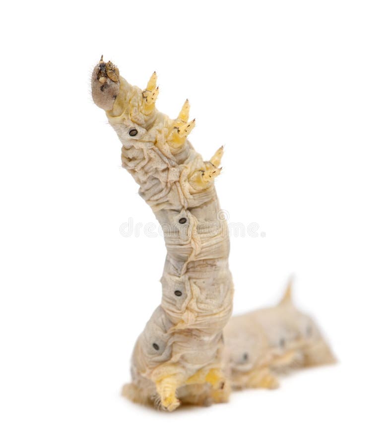 De Larven Van De Zijderups, Bombyx Mori Stock Foto - Image of insect ...