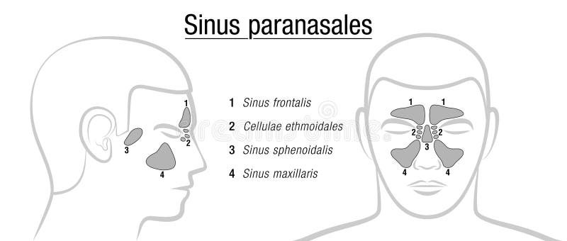 De sinussen stock illustratie. Illustration of biologie - 155224049