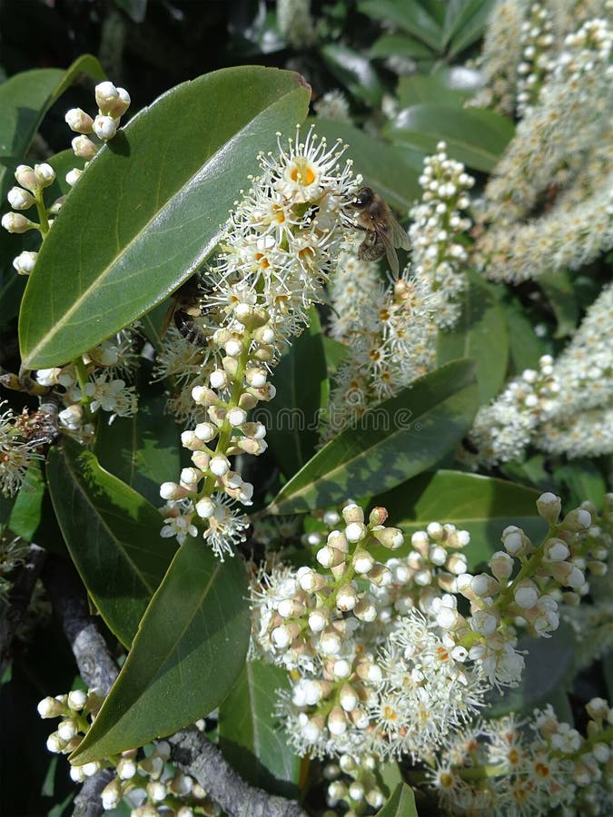 De Laurierkers Van De Tak Bloeiende Boom Stock Foto - Image of horloge ...