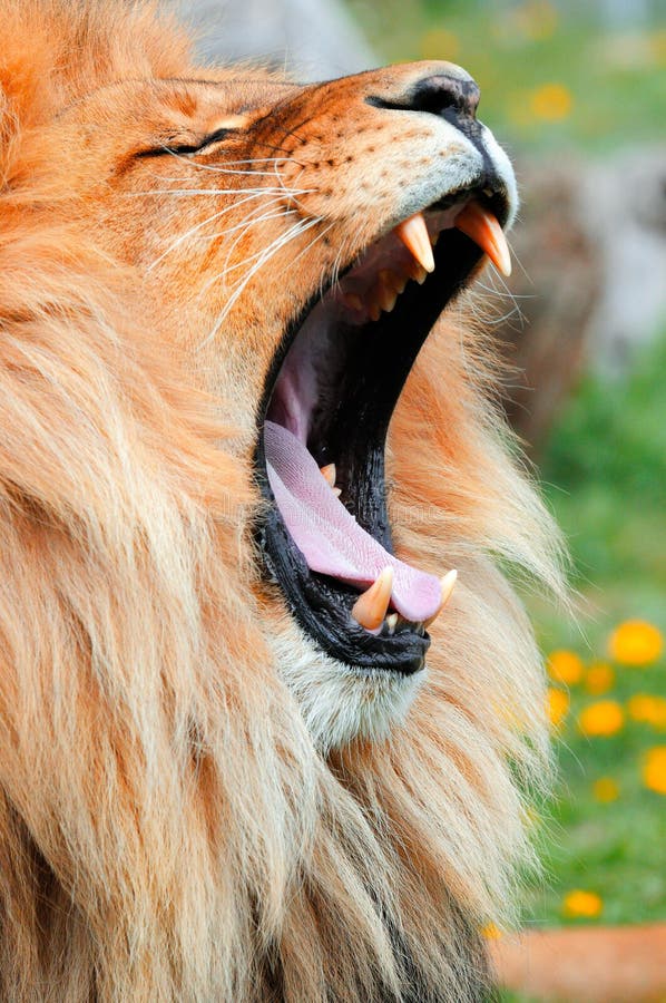 De leeuw van de geeuw stock foto. Afbeelding bestaande uit mannetje ...