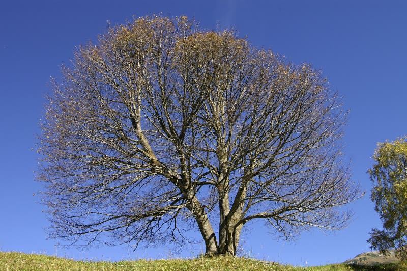 De lege Boom van de Beuk stock foto. Image of seizoen - 4200866