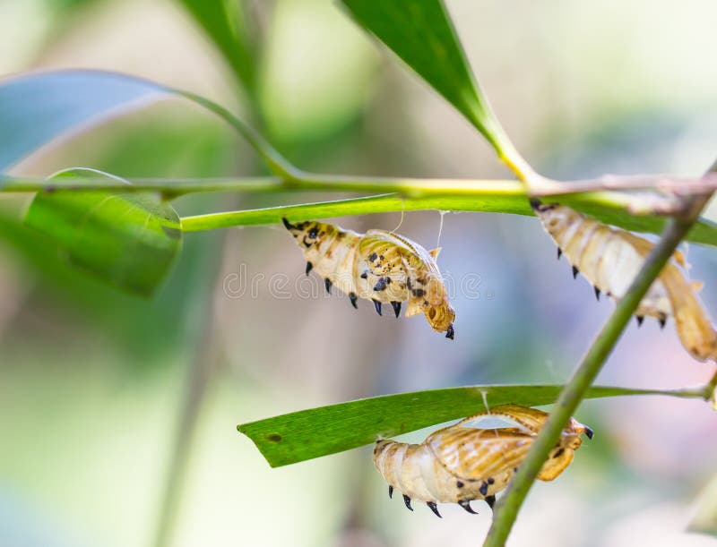 De lege pop van vlinder stock afbeelding. Image of dier - 39293571