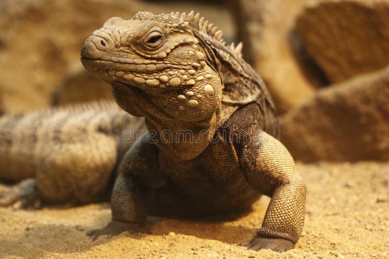 De Leguaan Van De Kaaiman Brac Stock Afbeelding - Image of eilanden ...