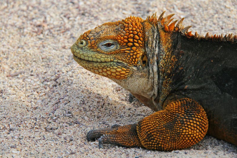 Iguana Op Het Strand in Curaçao Stock Afbeelding - Image of stekels ...