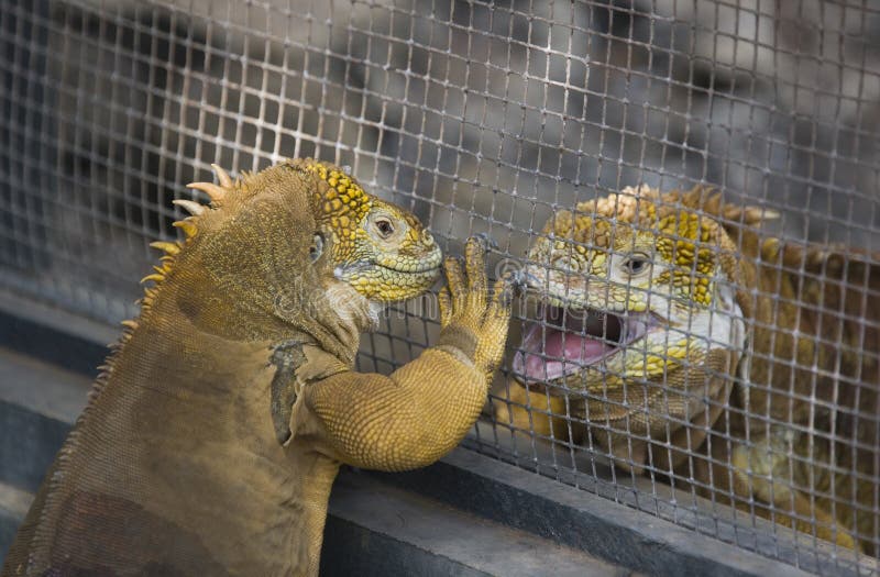 De Leguanen Van Het Land Van De Galapagos Stock Foto - Image of geel ...