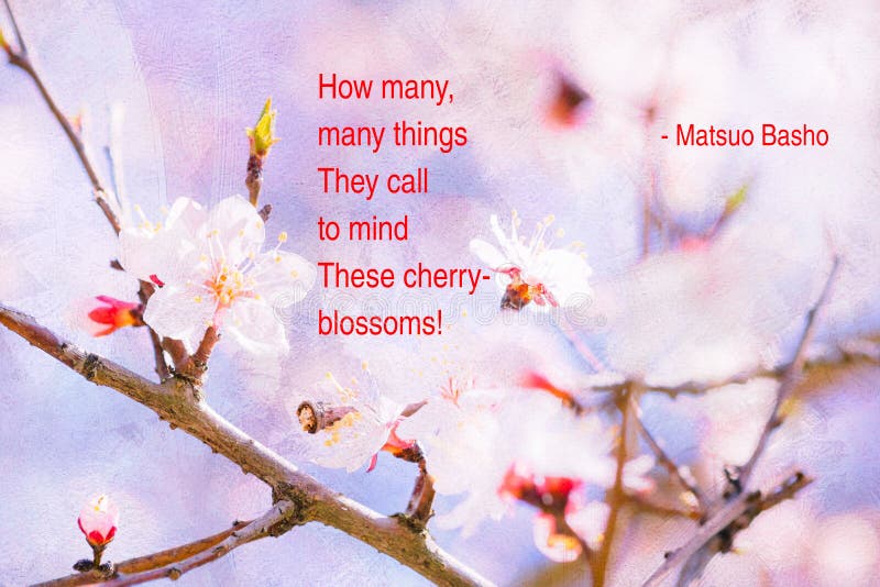 De Lente Cherry Blossom Haiku Stock Afbeelding - Image of botanisch ...
