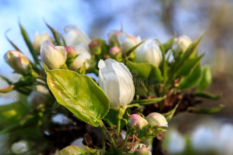 De Lente, De Eerste Bloemen Stock Foto - Image of vreugde, bomen: 40160986