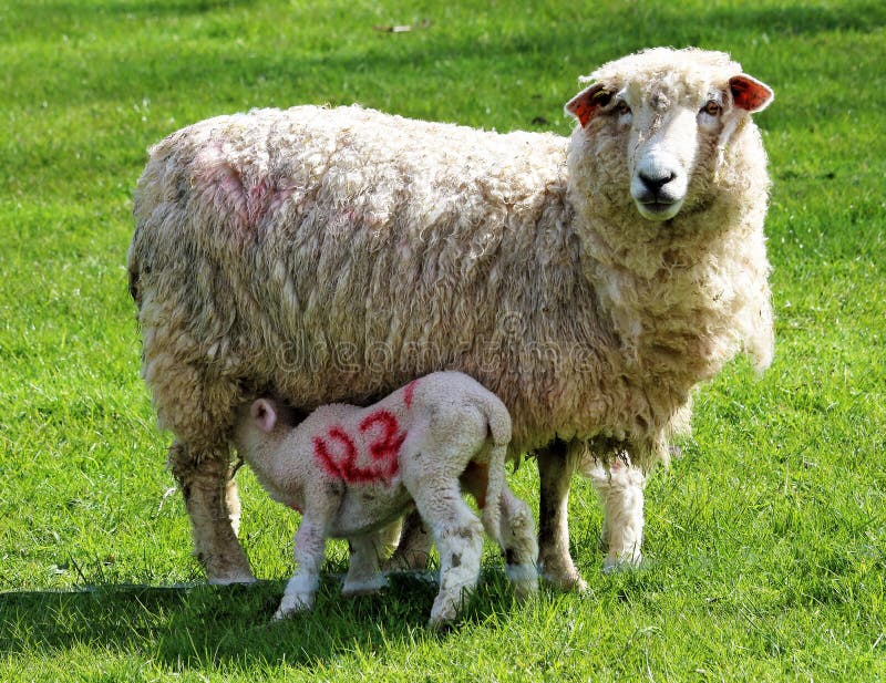 De Lentelam Het Voeden Van Een Ooi Stock Afbeelding - Image of voeding ...