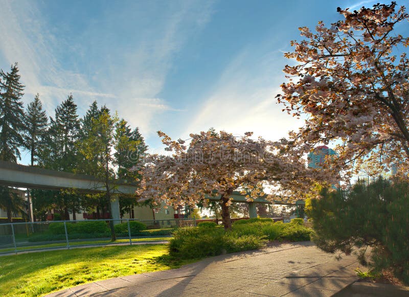De Lentetijd in Bonsor-Park Stock Afbeelding - Image of stad, middag ...