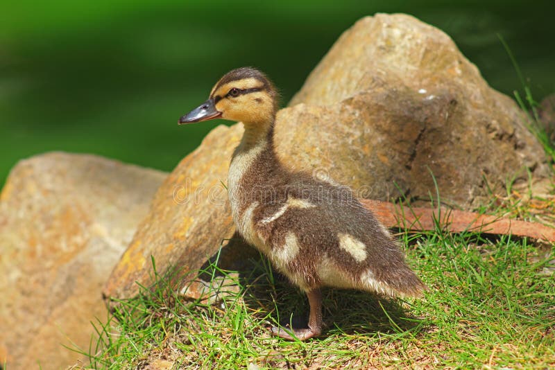 De Leuke Eend Van De Wilde Eend Van De Baby Stock Afbeelding - Image of ...