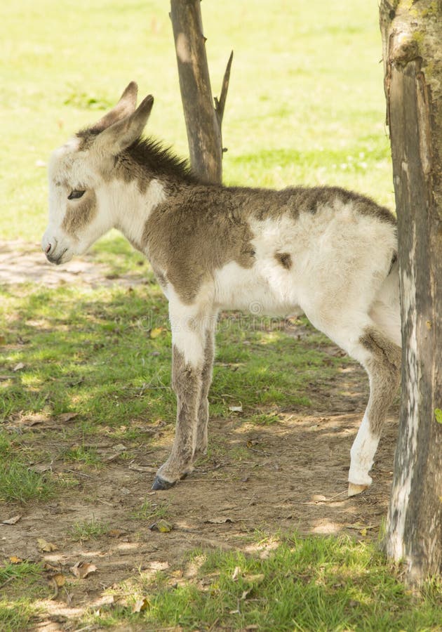 De leuke Ezel van de Baby stock foto. Image of huisdier - 58154386