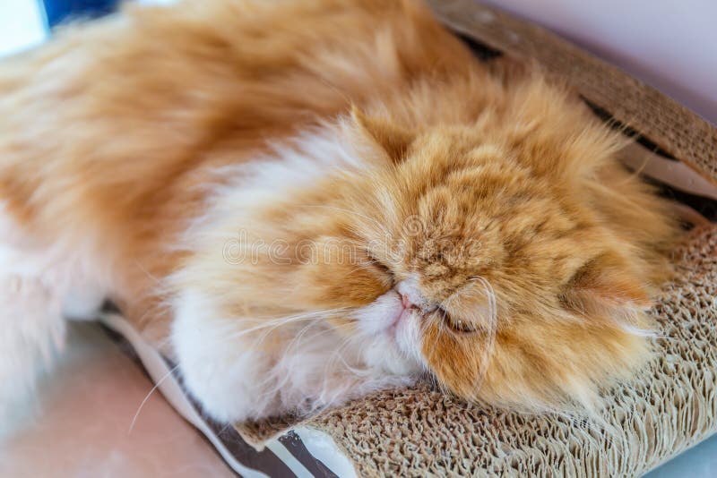 De Leuke Kat Slaapt in Zijn Bed Stock Foto - Image of katje ...