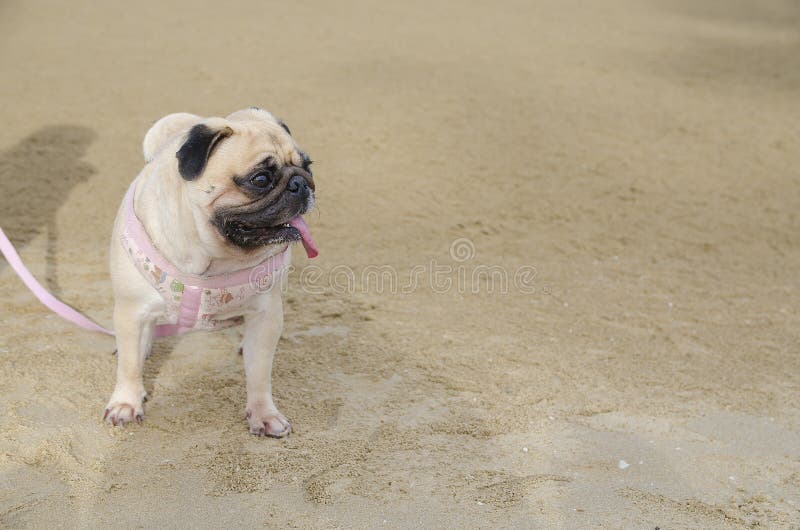 De Leuke Puppypug Vette Hond Stelt Bij Het Strand Stock Afbeelding ...