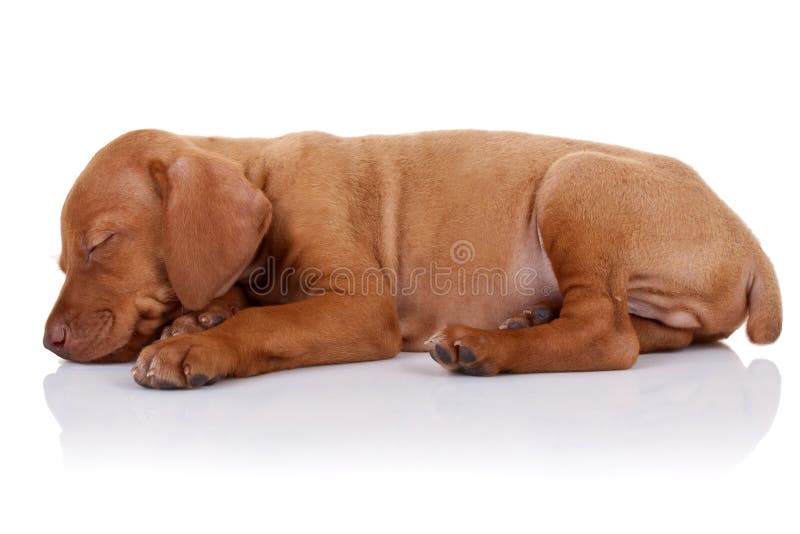 Portret Van Een Vizsla (Hongaarse Voorhond) Stock Afbeelding - Image of ...