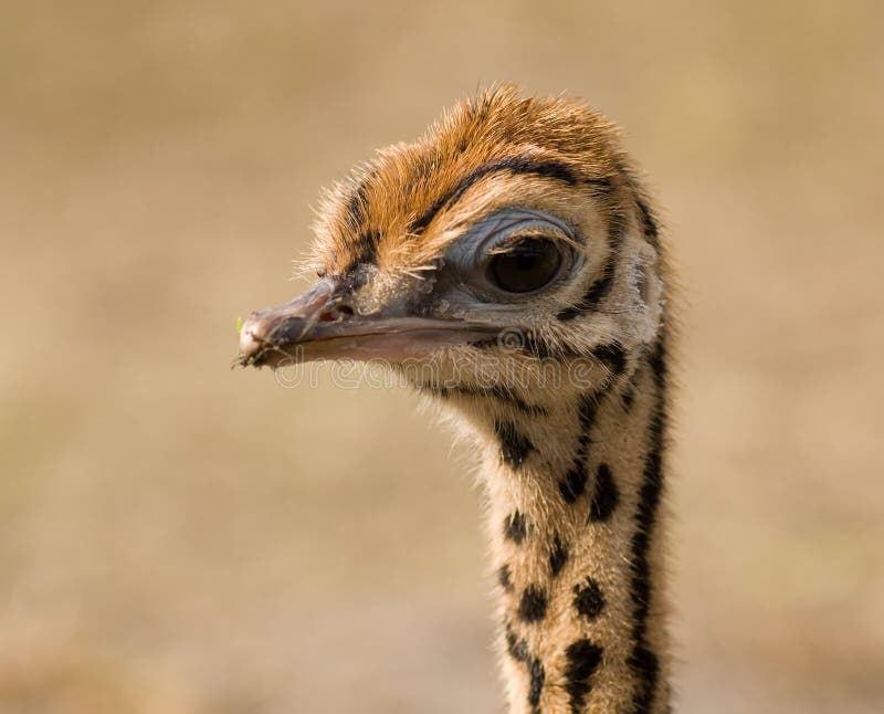 De Leuke Struisvogel Van De Baby Stock Foto - Image of wildernis, jong ...