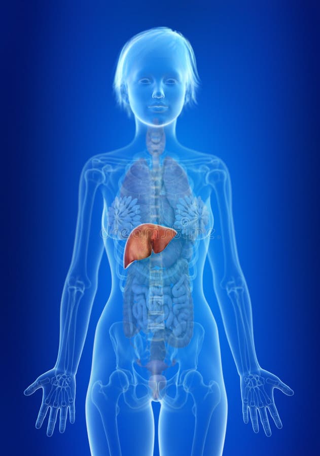 De lever van een vrouw stock illustratie. Illustration of gezondheid ...